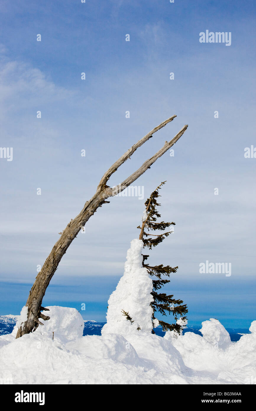 Forked tree on the summit of Two Tops Mountain Stock Photo - Alamy