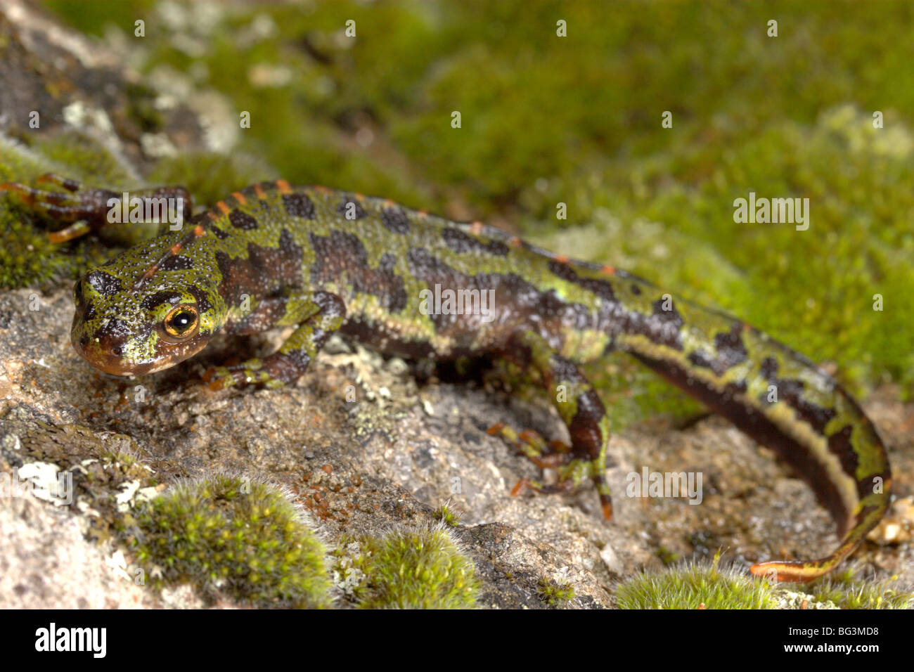 Bg3md8 hi-res stock photography and images - Alamy