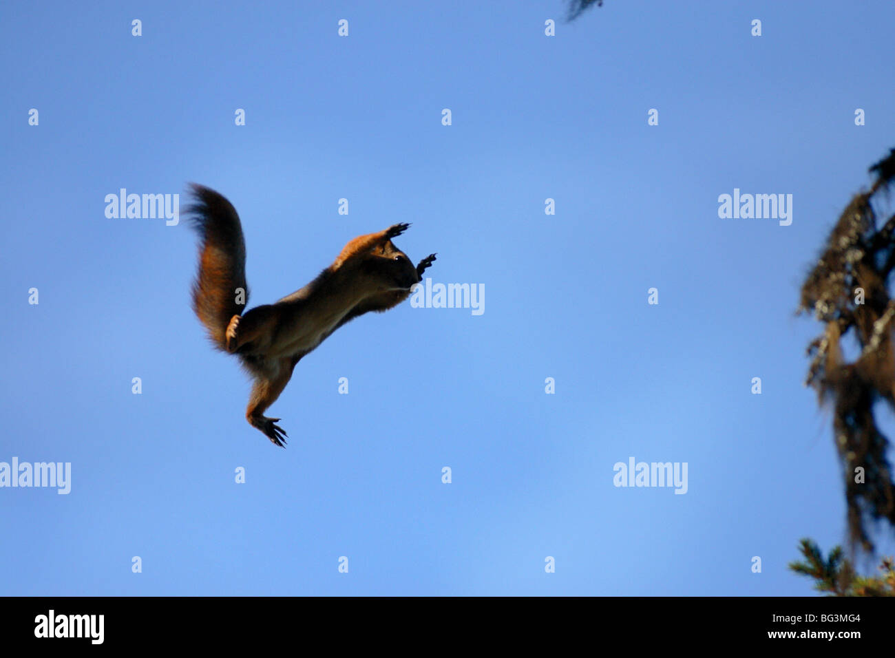 Flying squirrel hi-res stock photography and images - Alamy