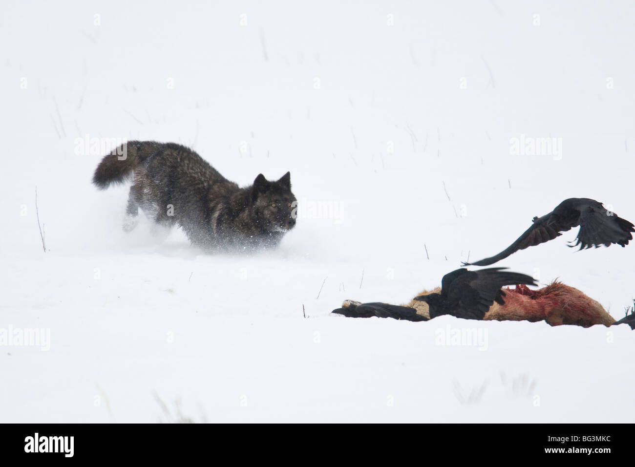 Gray Wolf (Canis lupus) , black phase, approaching an elk kill in the ...