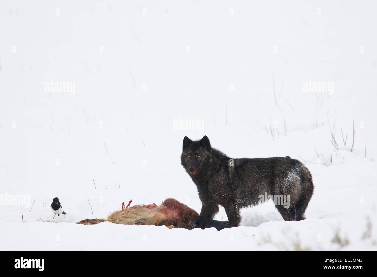 Gray wolf feeding hi-res stock photography and images - Alamy