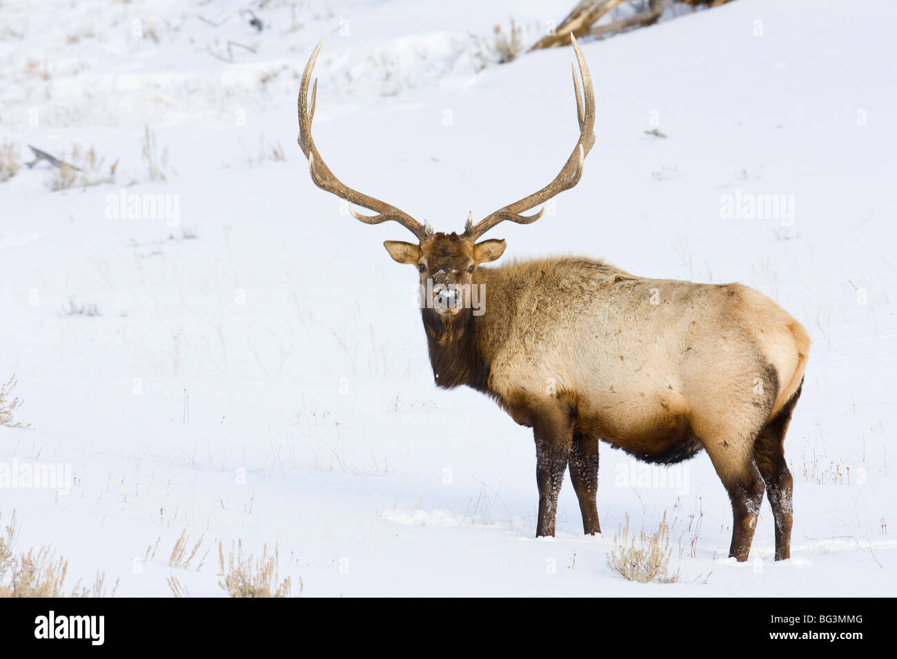 Snow bull elk hi-res stock photography and images - Alamy