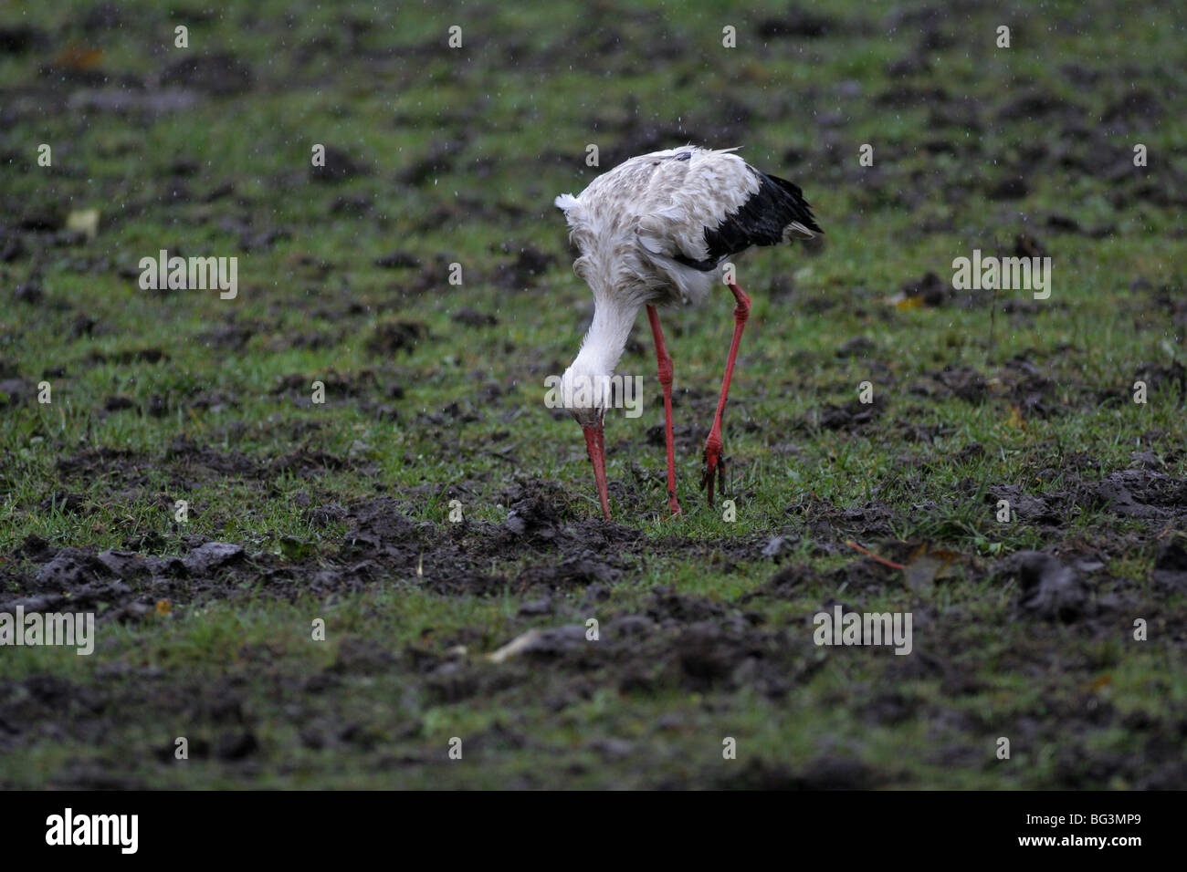 stork sitting on field and picking food Stock Photo - Alamy