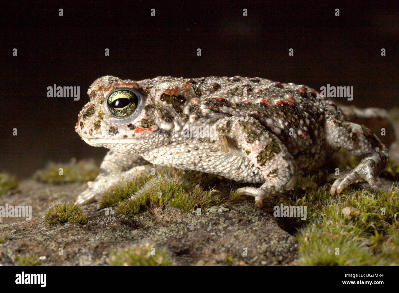 Natterjack Toad (Epidalea calamita Stock Photo - Alamy