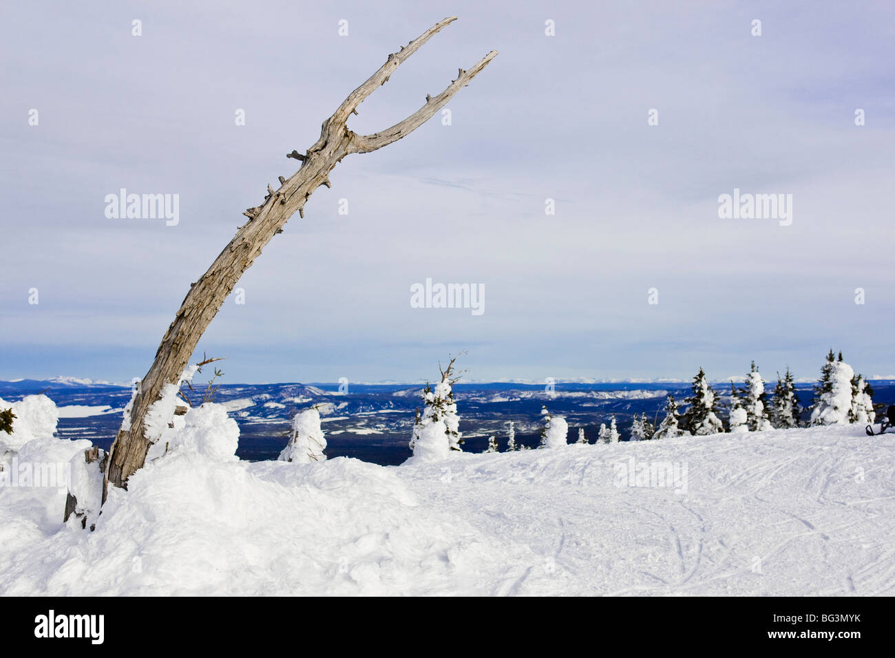Forked tree on the summit of Two Tops Mountain Stock Photo - Alamy