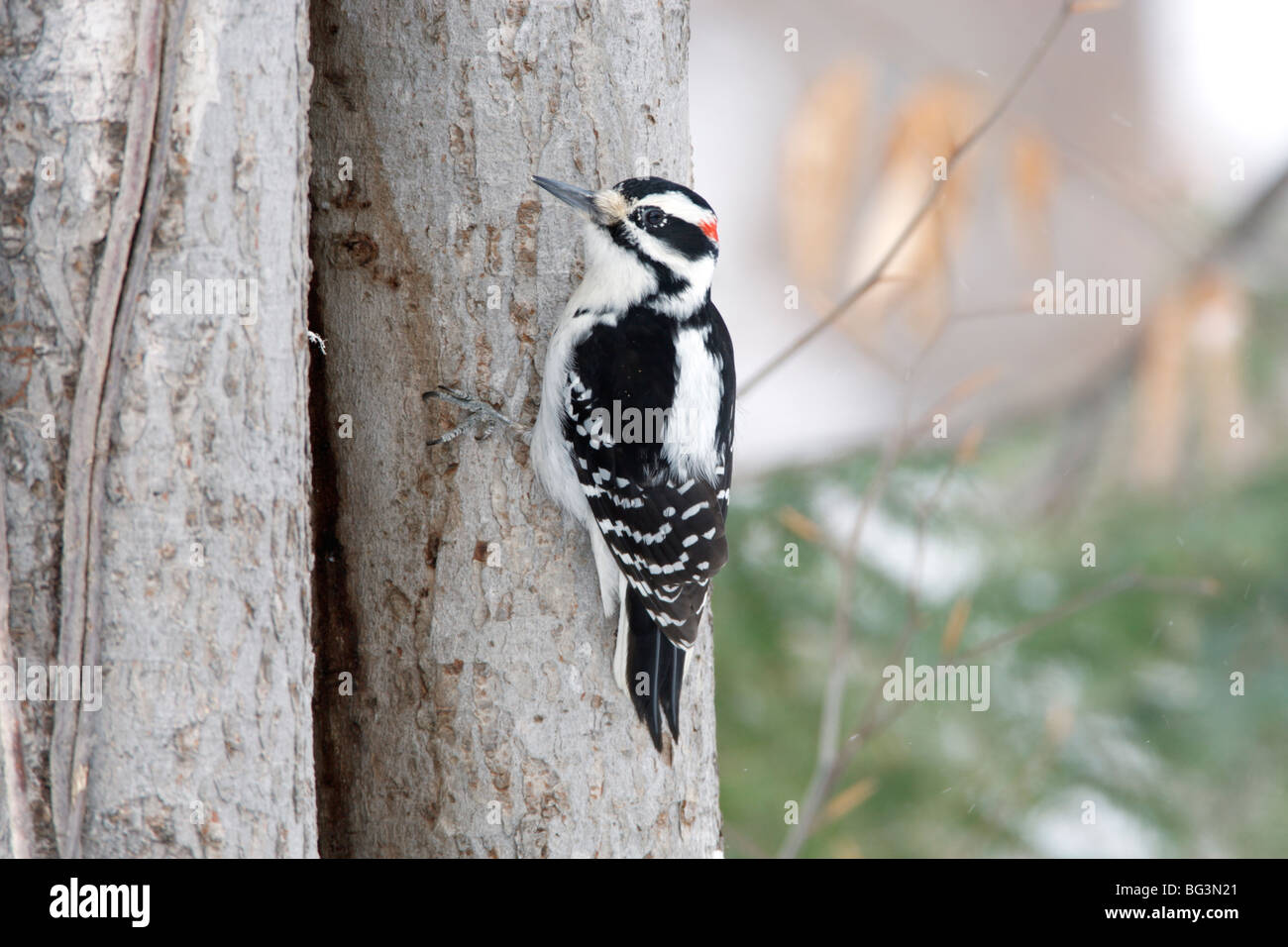 Woodpeckers birds hi-res stock photography and images - Alamy