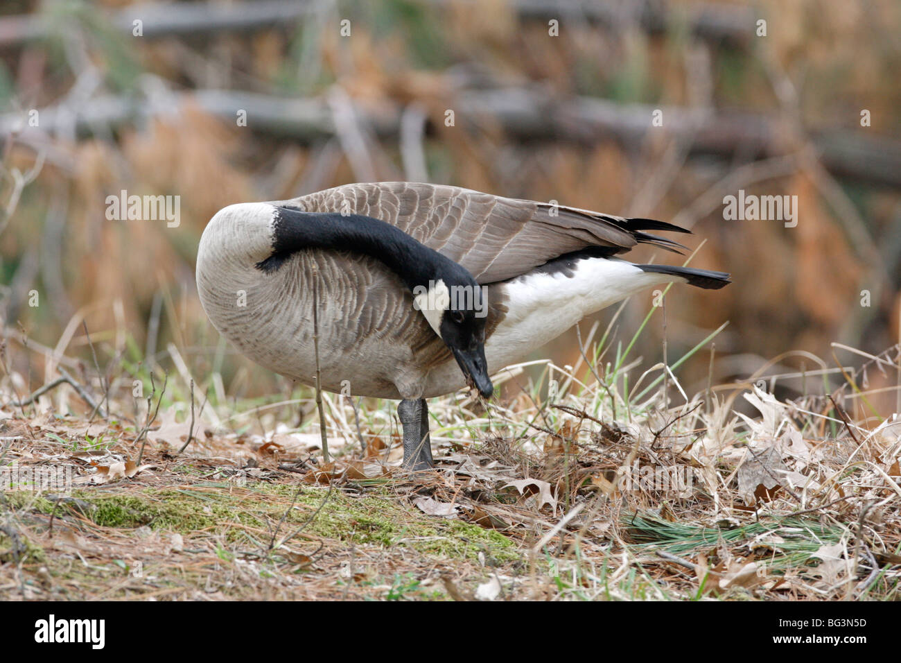 Canada Goose Building Nest Stock Photo - Alamy