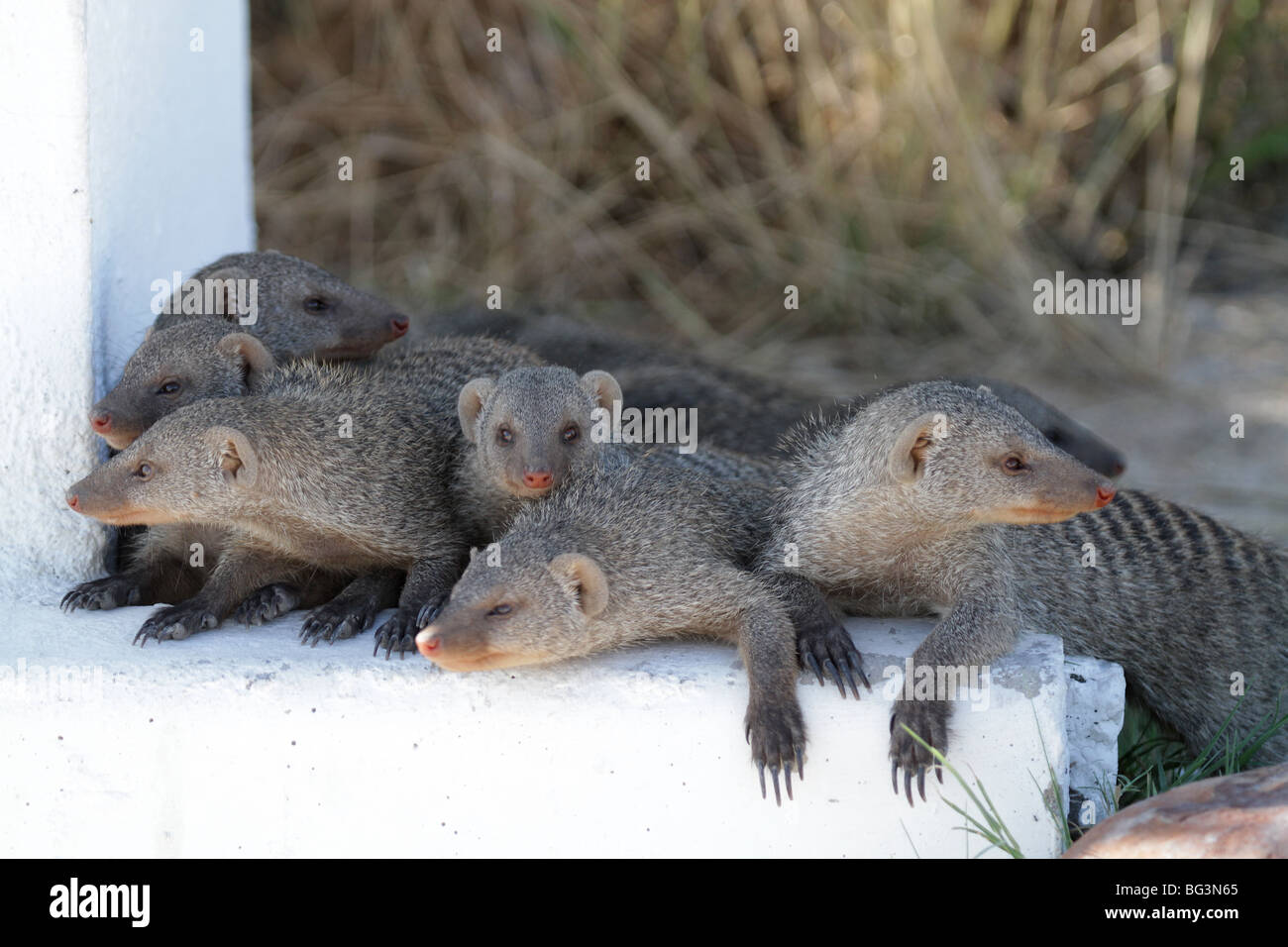 Mongoose family hi-res stock photography and images - Alamy