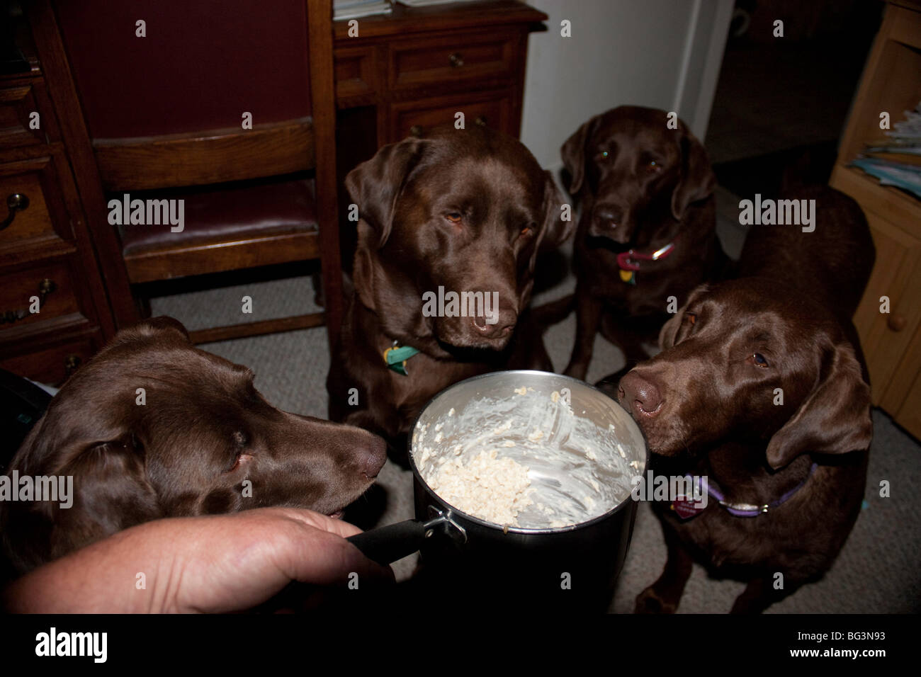 Four Chocolate Labrador Retrievers waiting for their Oatmeal Breakfast ...