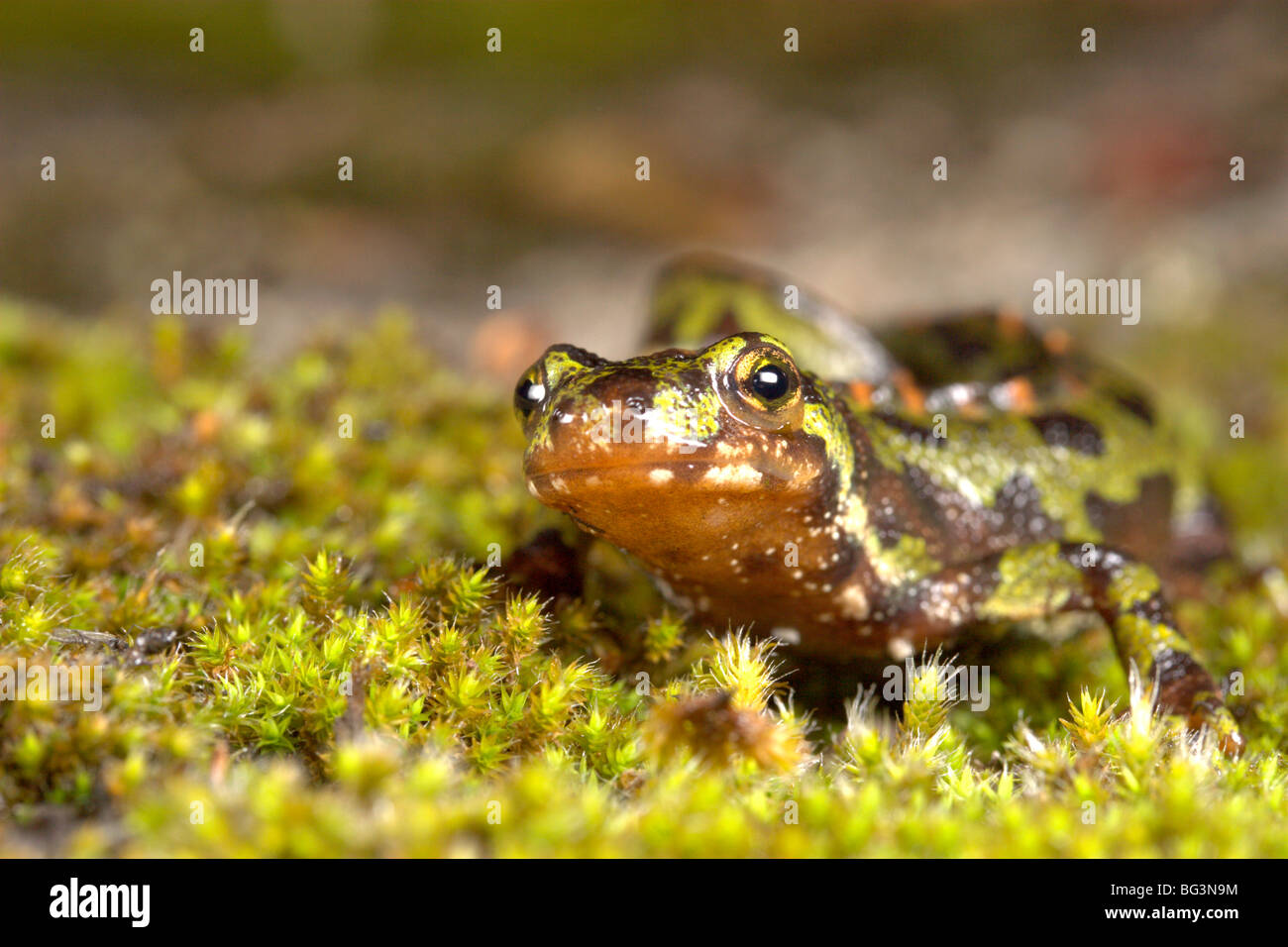 Marbled Newt (Triturus marmoratus Stock Photo - Alamy