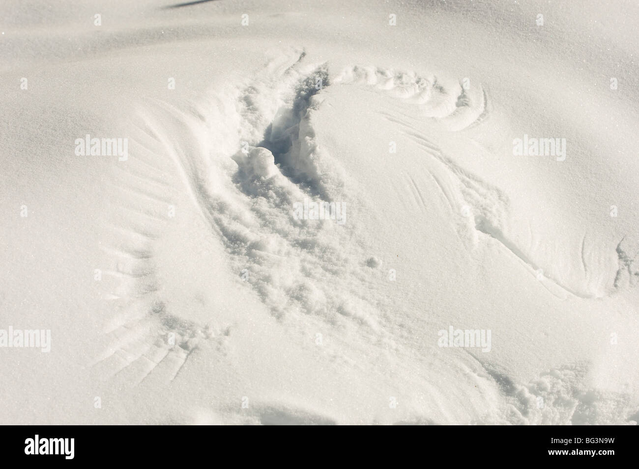 Imprint of bird strike in the snow Stock Photo - Alamy