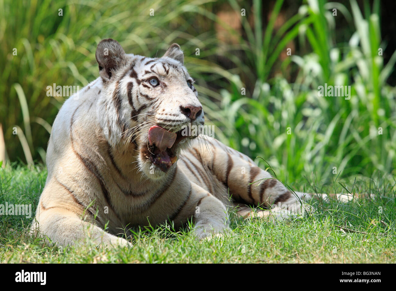 Tiger mouth open hi-res stock photography and images - Alamy