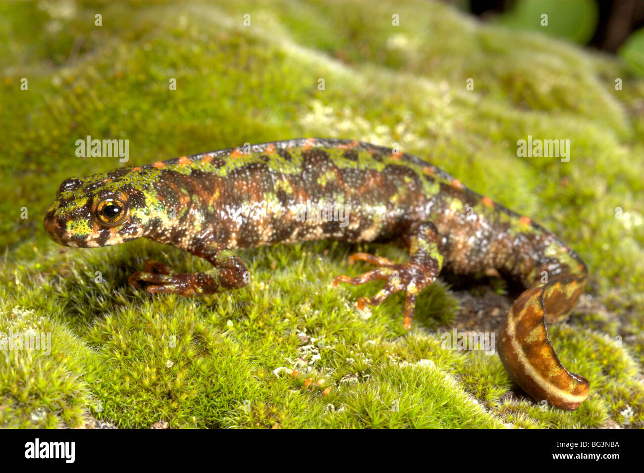 Marbled Newt (Triturus marmoratus Stock Photo - Alamy