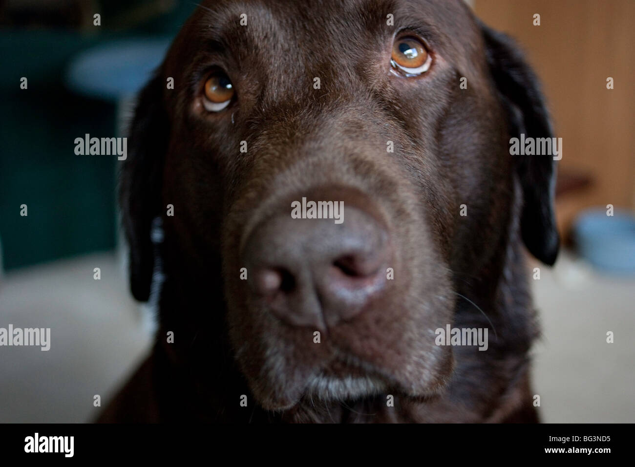 A sad and forlorn chocolate labrador retriever dog named Ranger wants ...