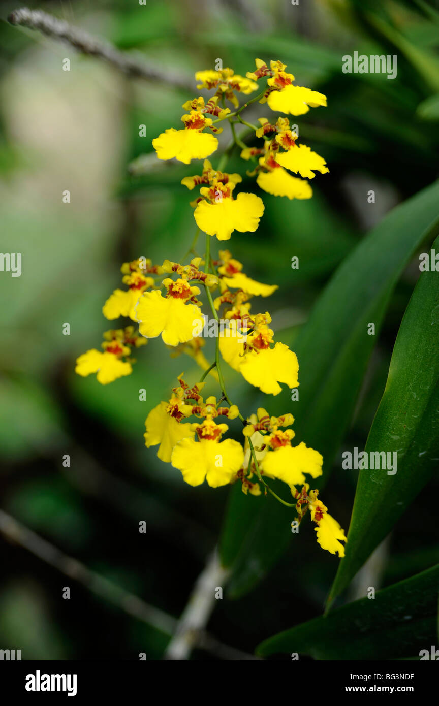 Bali orchid garden, Denpasar, Bali, Indonesia Stock Photo - Alamy