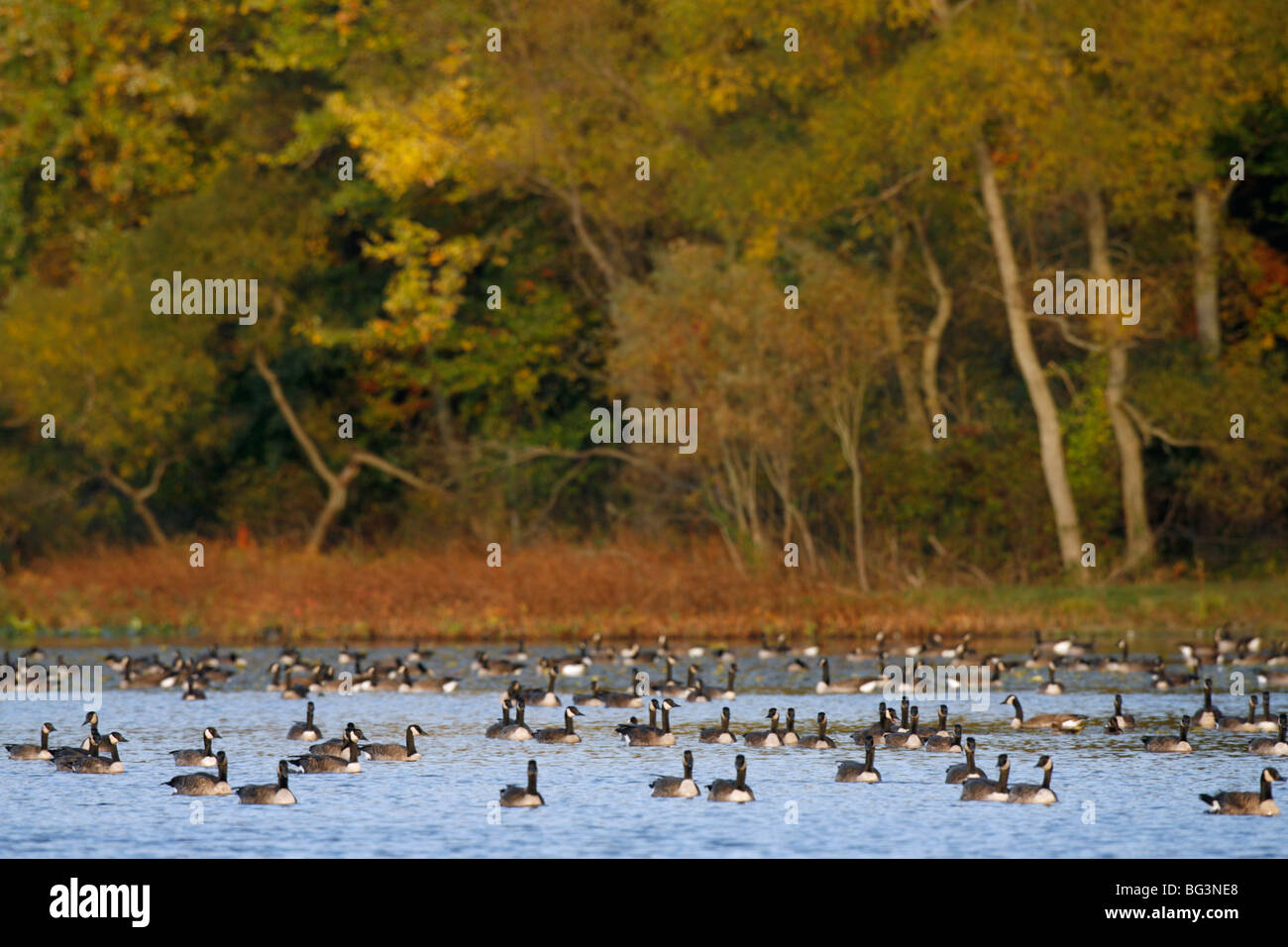 Fall bird flock hi-res stock photography and images - Alamy