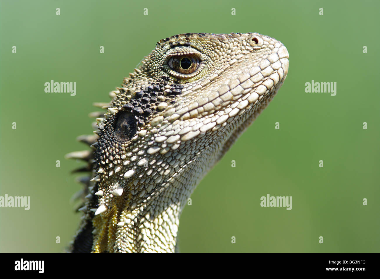 Australian eastern water dragon hi-res stock photography and images - Alamy