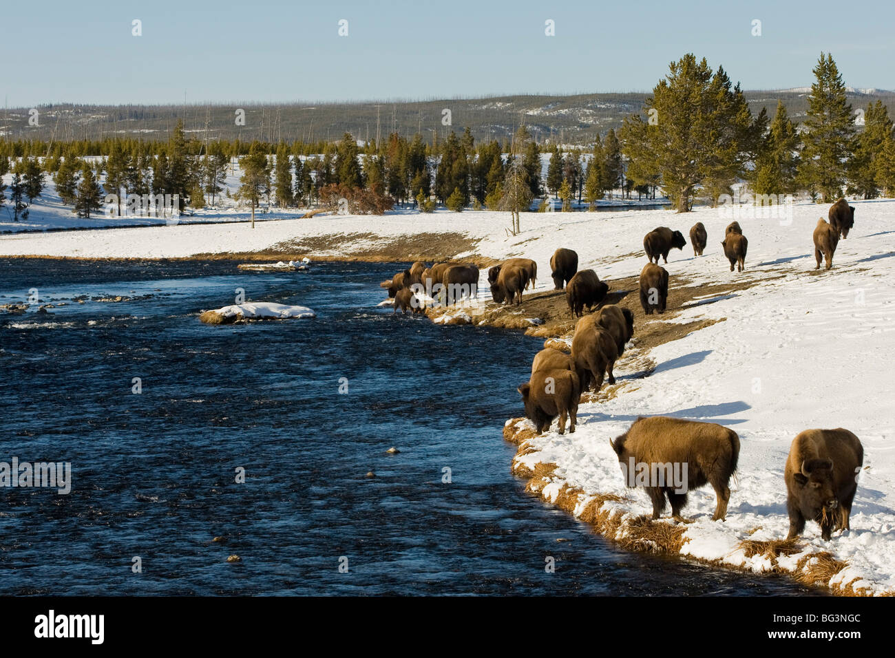 Bison frozen water hi-res stock photography and images - Alamy