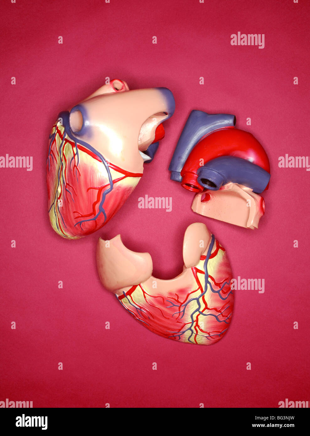 Model of a human heart hi-res stock photography and images - Alamy
