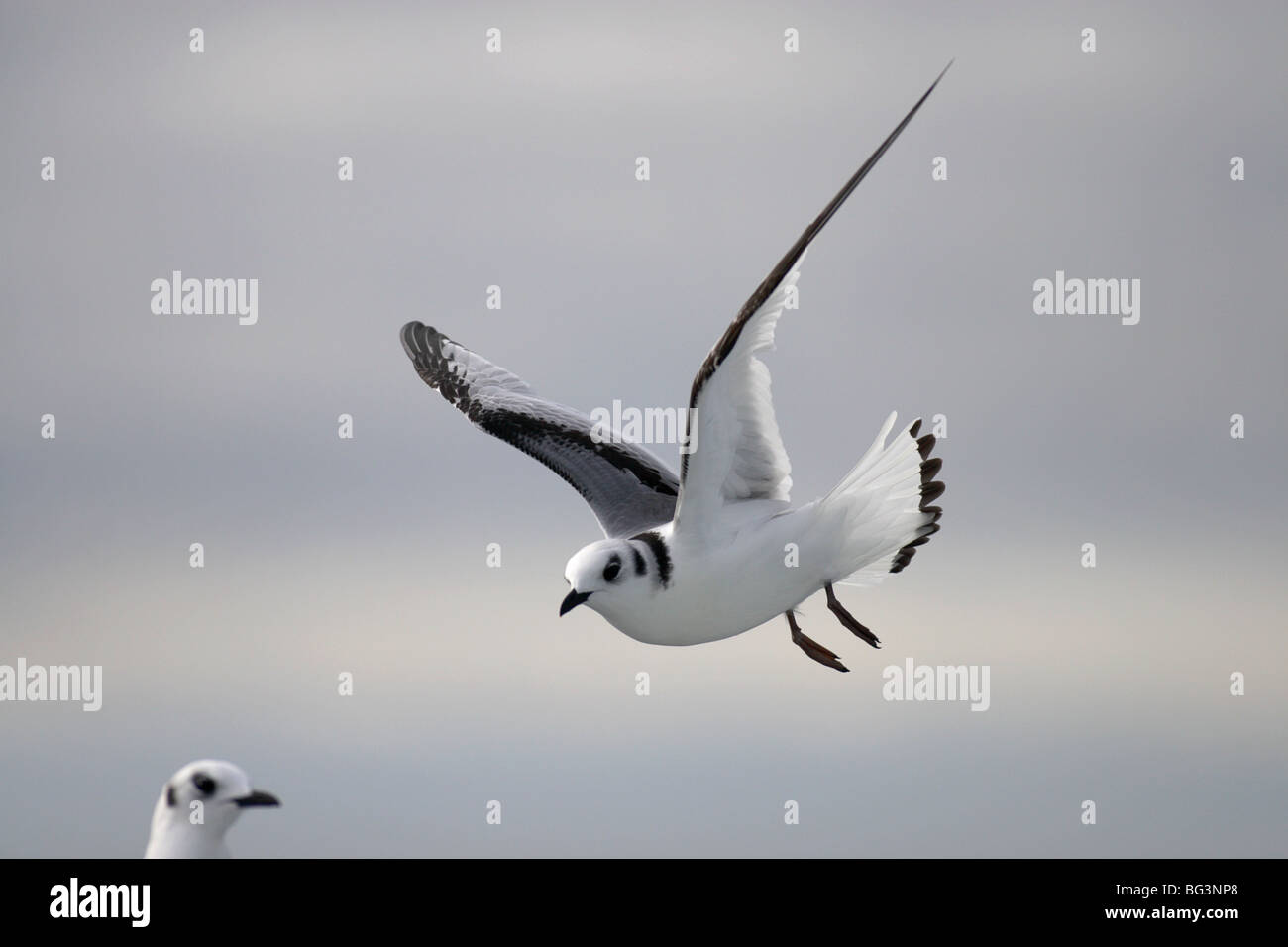 Kittiwake flying in air close hi-res stock photography and images - Alamy