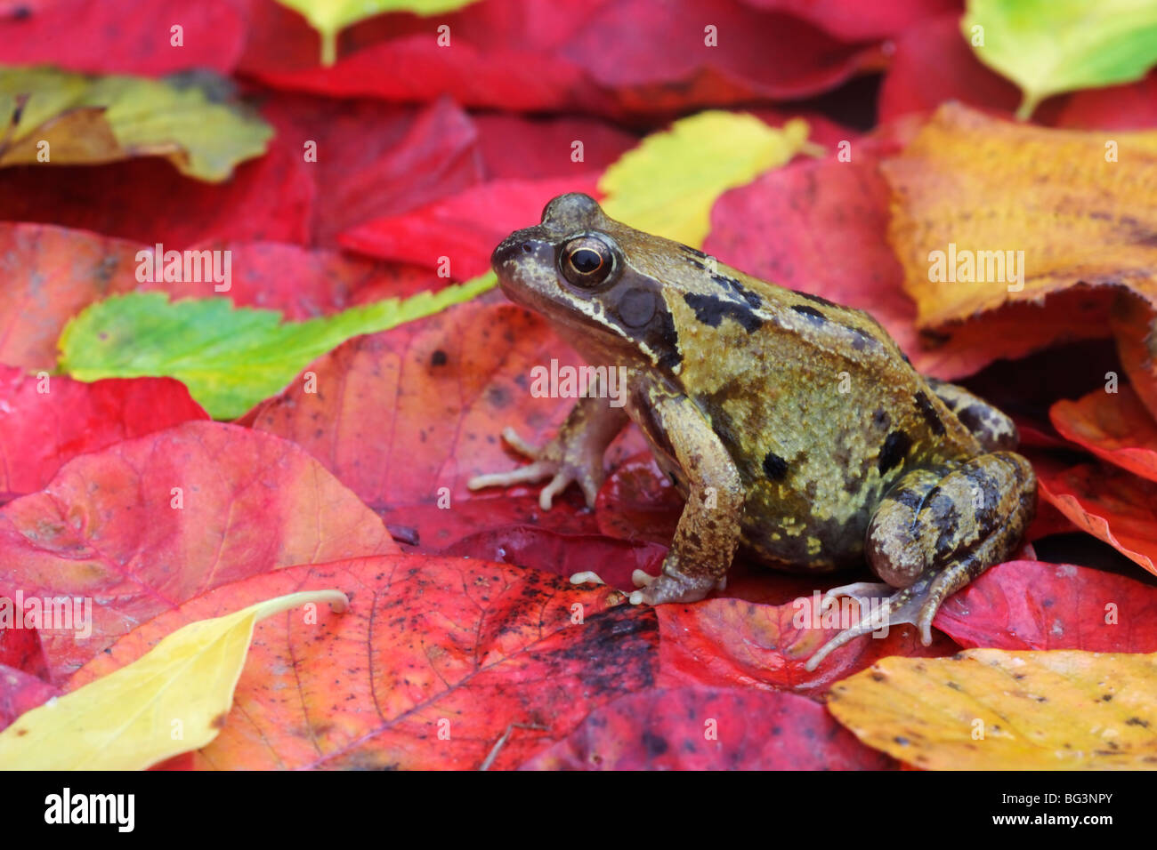 Red Common Frog High Resolution Stock Photography and Images - Alamy