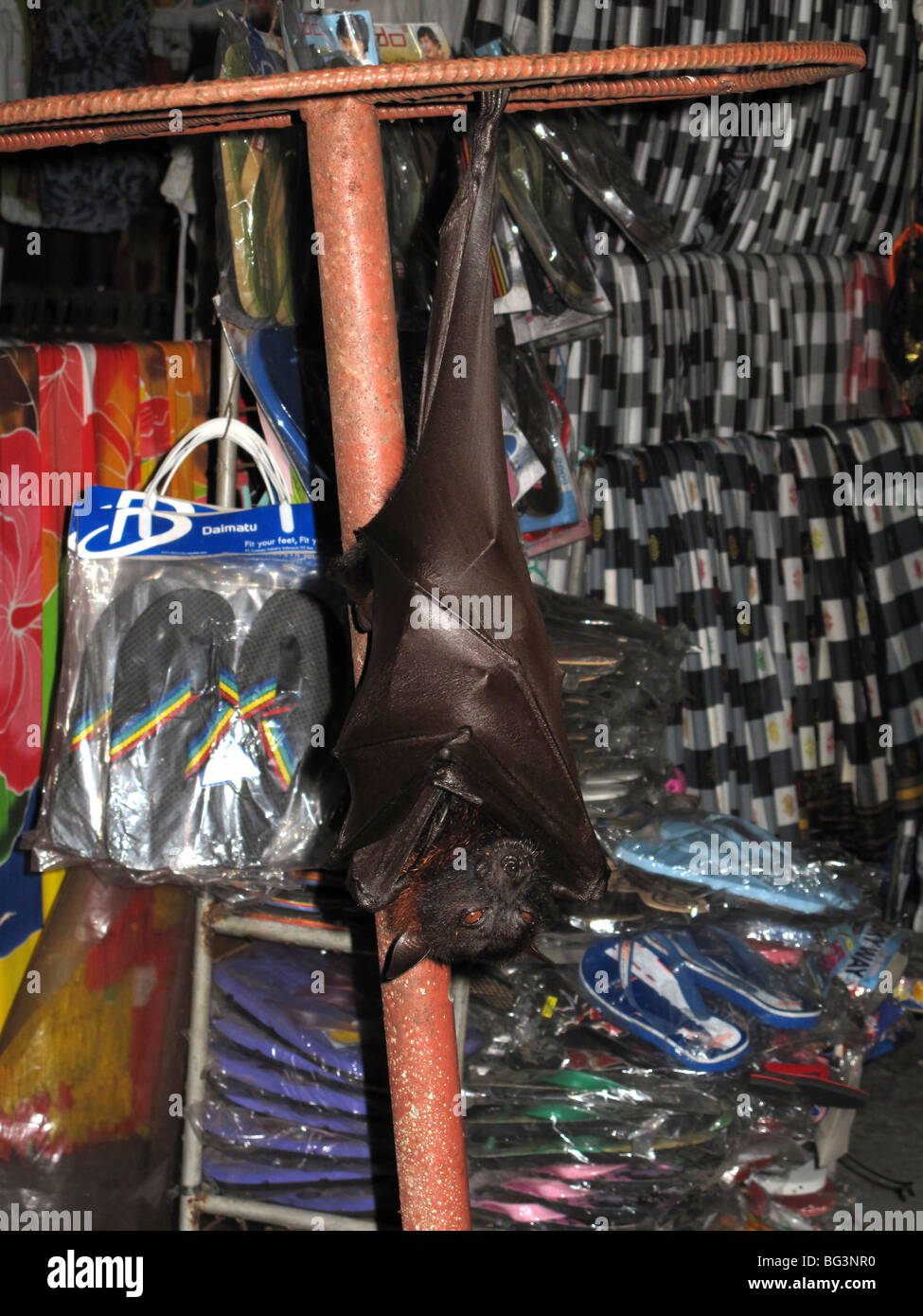 Big bat hi-res stock photography and images - Alamy