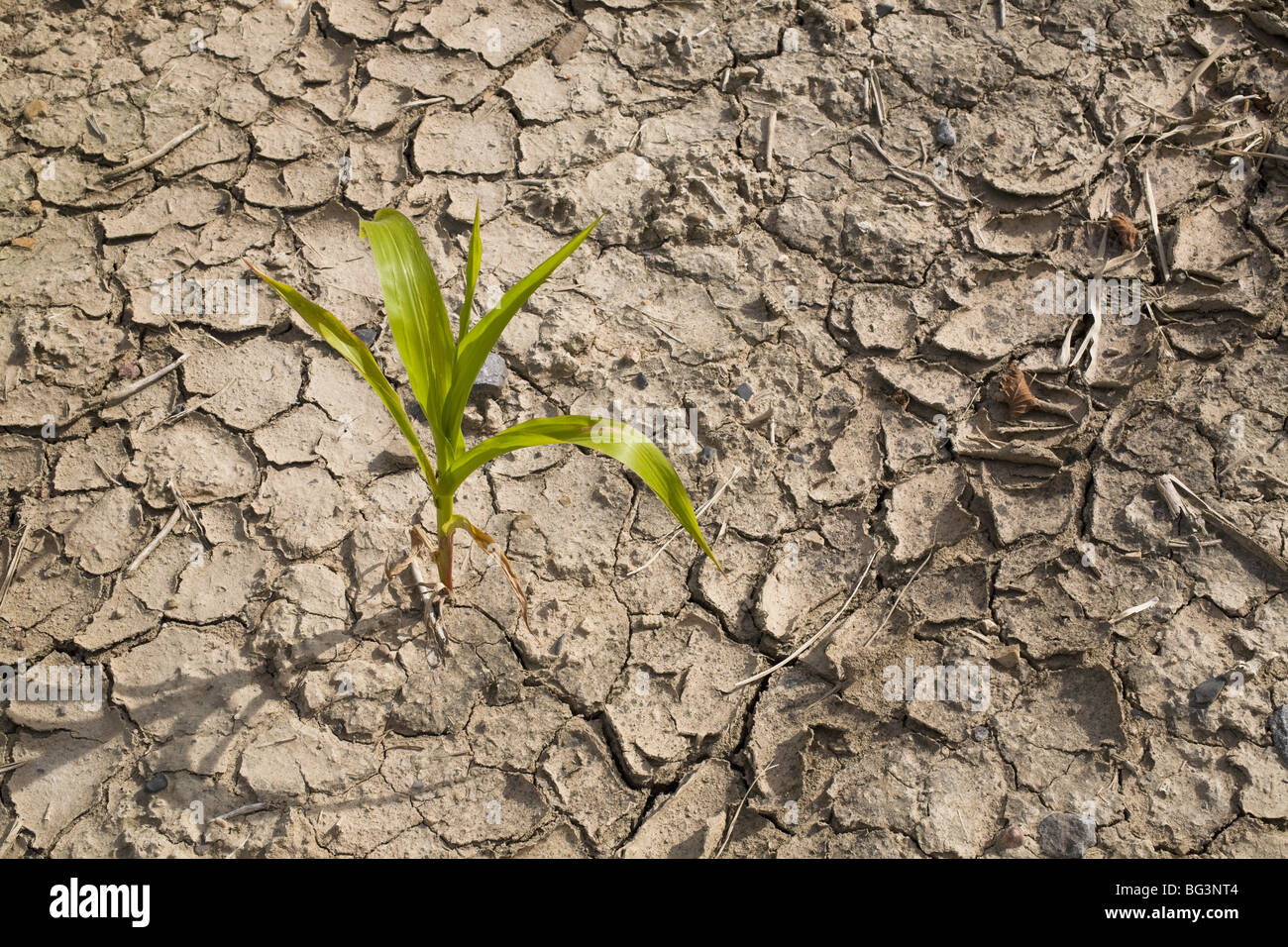 Parched field hi-res stock photography and images - Alamy