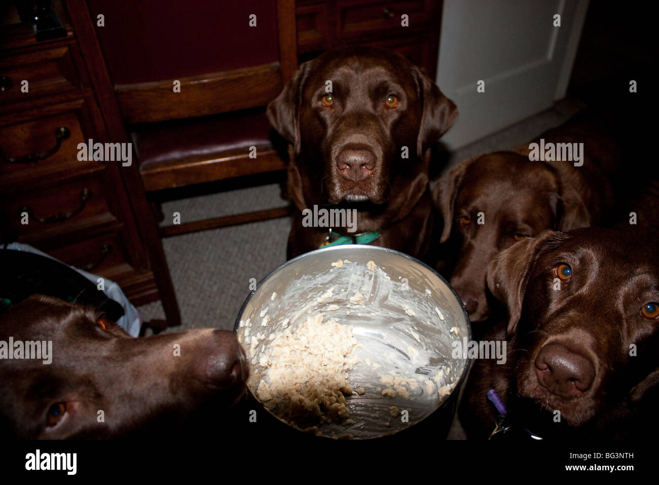 Four Chocolate Labrador Retrievers waiting for their Oatmeal Breakfast ...