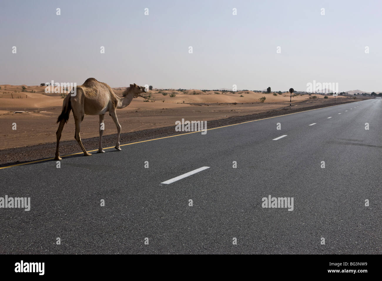 Camel by the roadside hi-res stock photography and images - Alamy