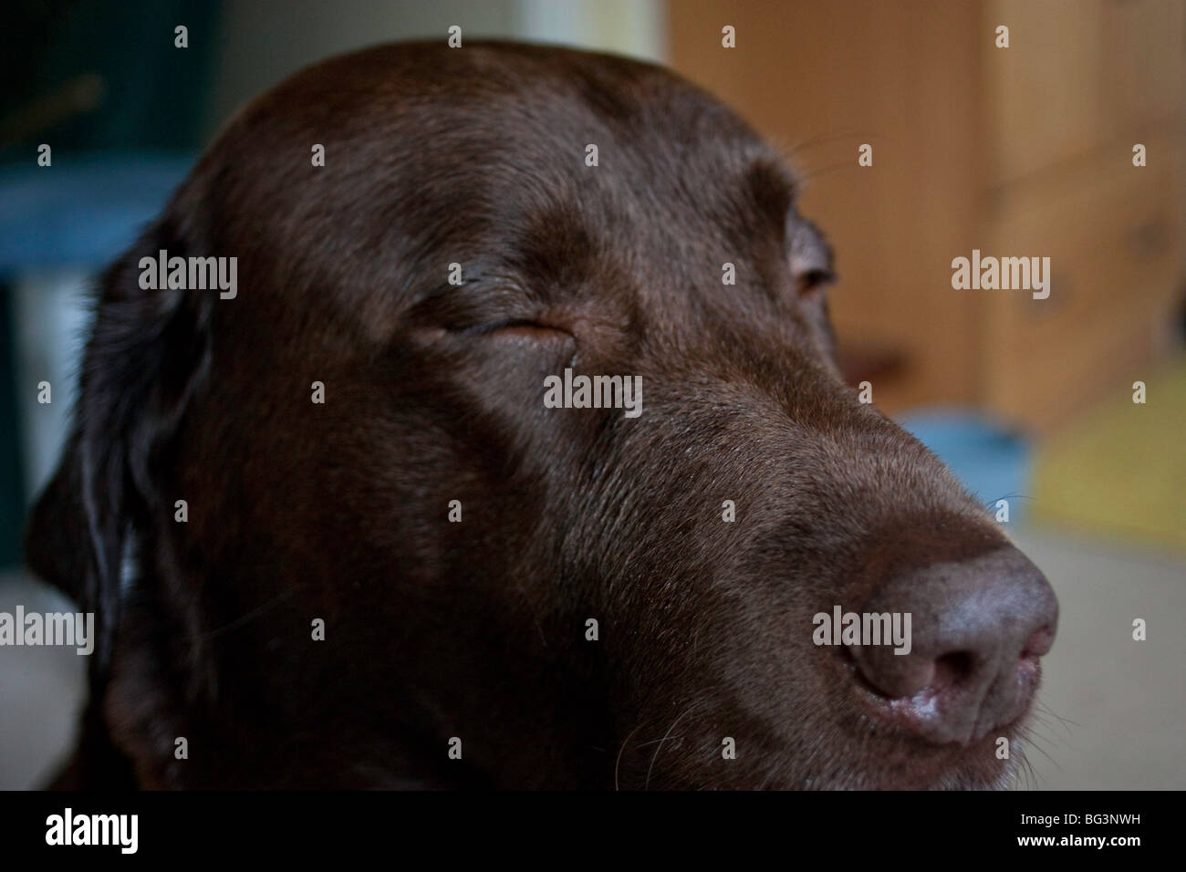 Brown noser hi-res stock photography and images - Alamy