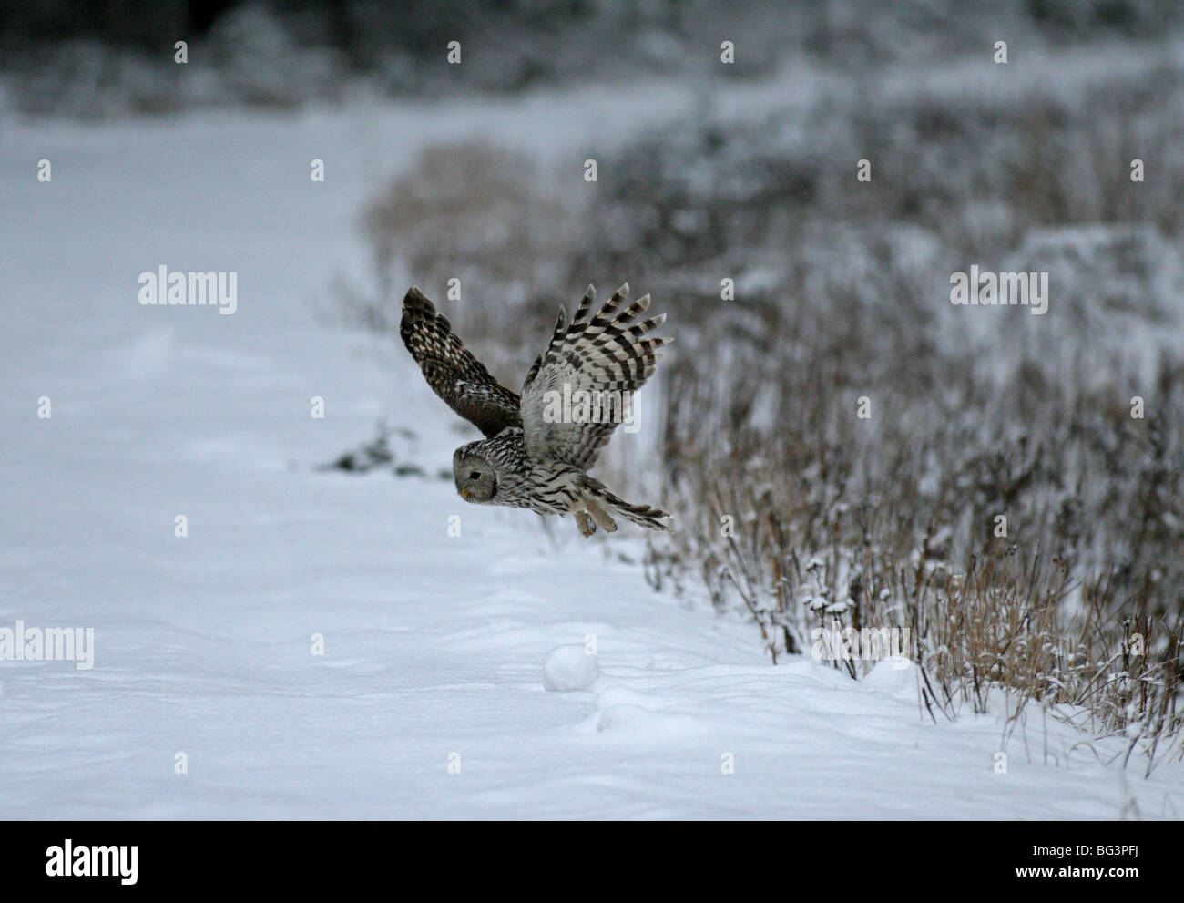 hunting owl in flight in snowy forest environnement Stock Photo - Alamy
