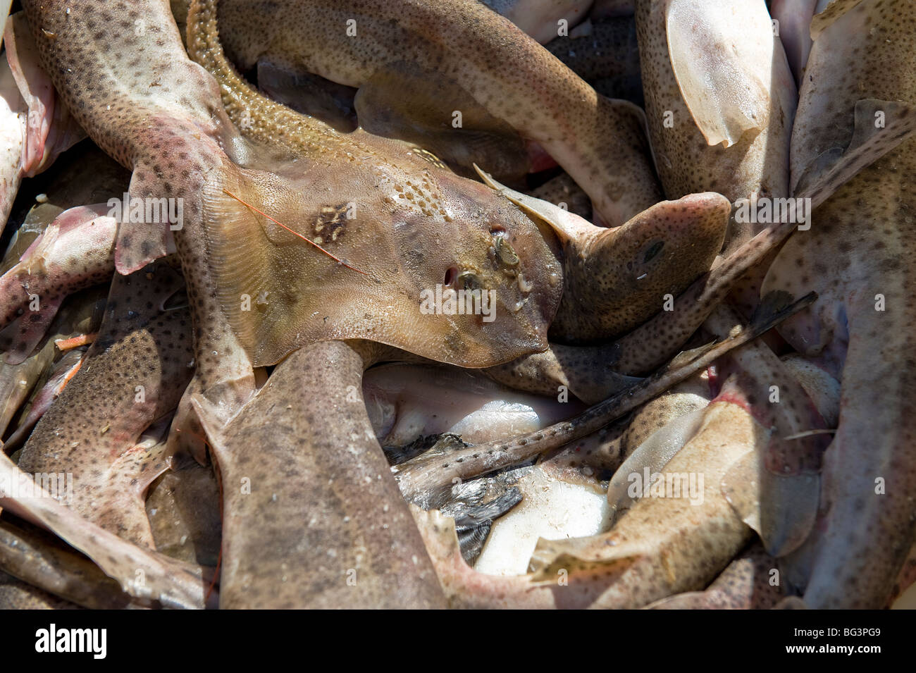 A catch of lesser spotted dogfish and skate sits on the quay in Mallaig ...