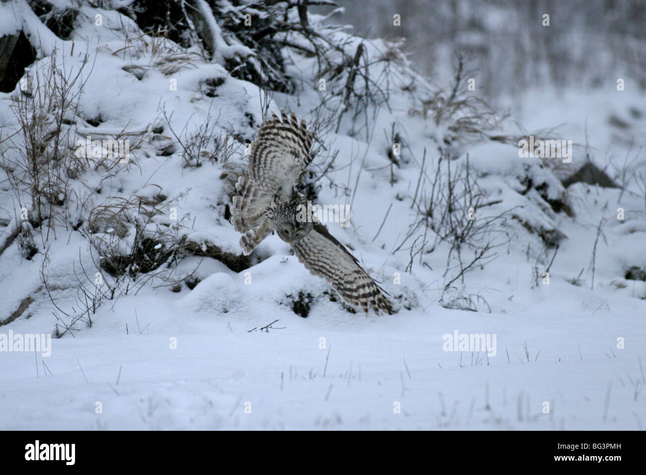 hunting owl in flight in snowy forest environnement Stock Photo - Alamy