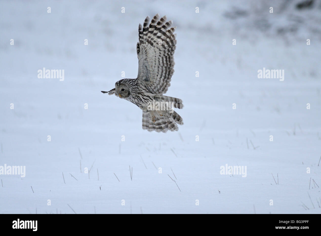 Attacking owl hi-res stock photography and images - Alamy