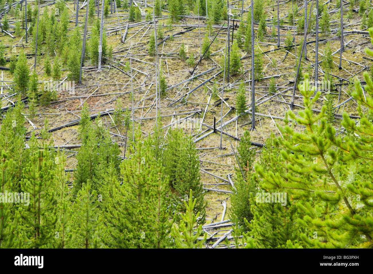 New growth after forest fire hi-res stock photography and images - Alamy