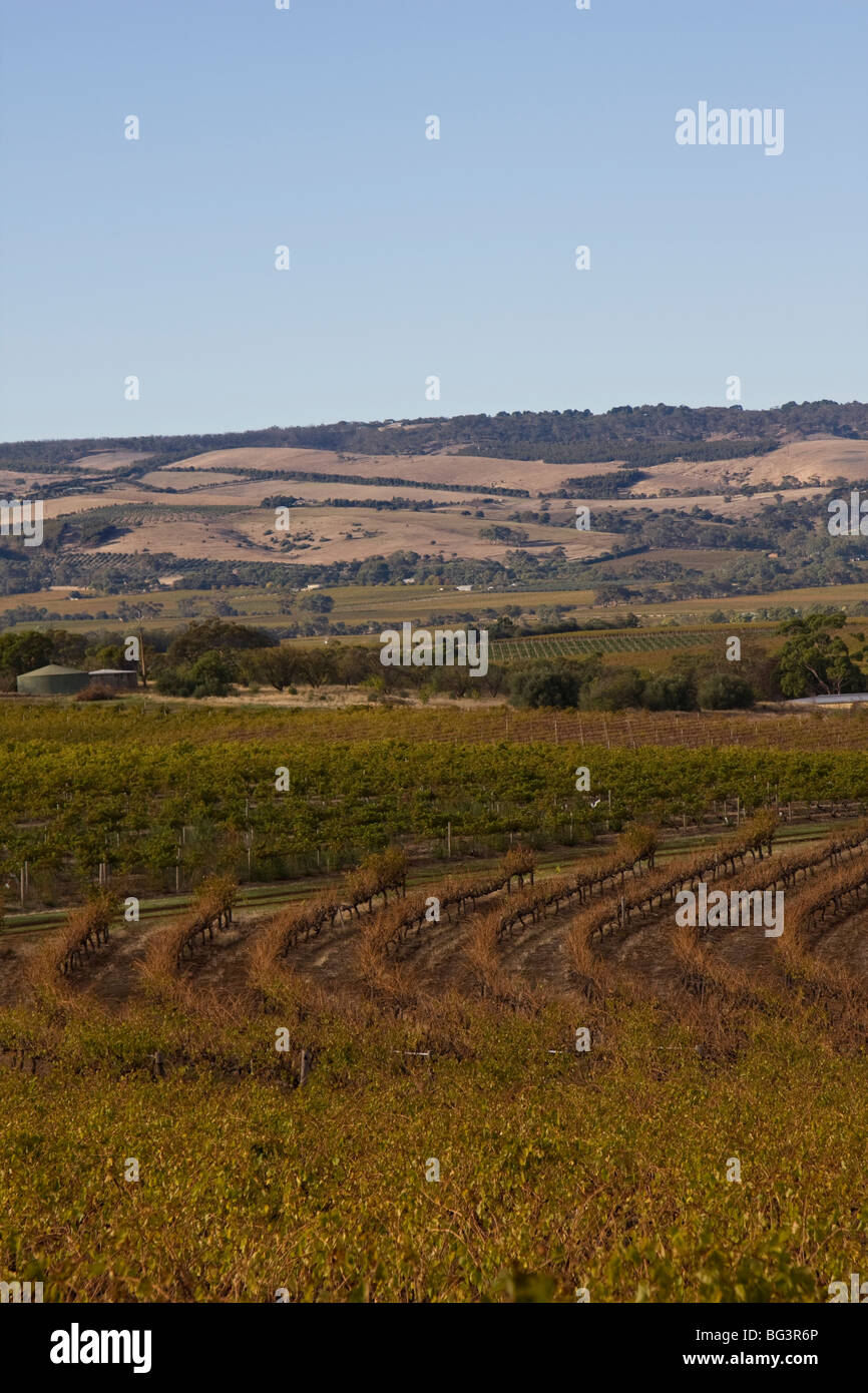Beginning pruning in the vineyards Stock Photo - Alamy