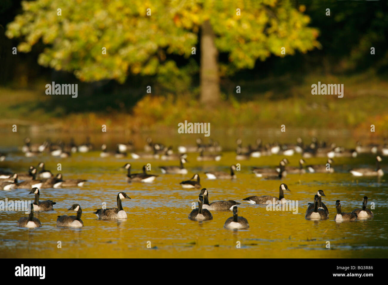 Canadian Geese Flock in Fall Stock Photo - Alamy