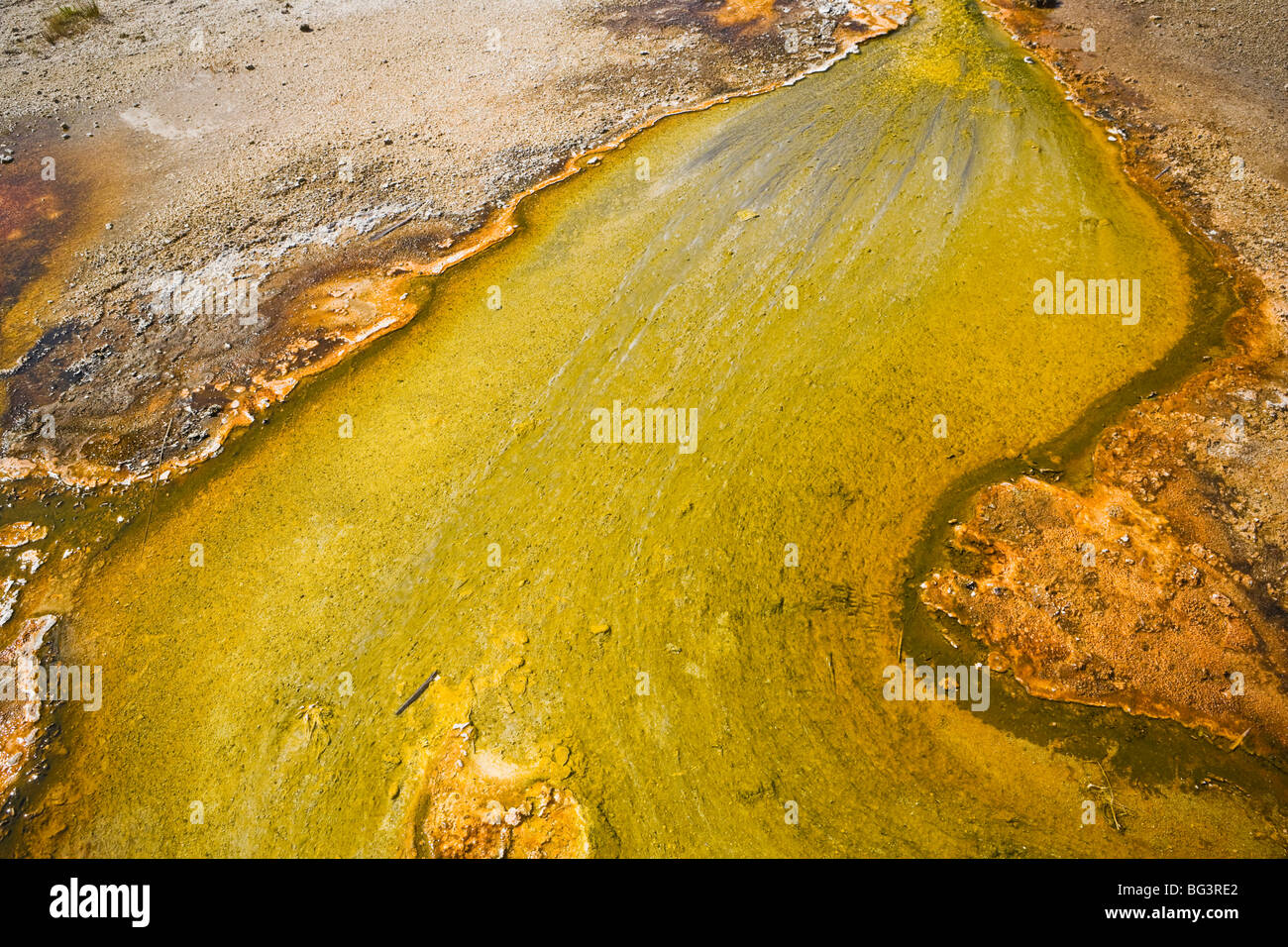 Pigmented Bacteria in the runoff water from a hot spring in Yellowstone ...