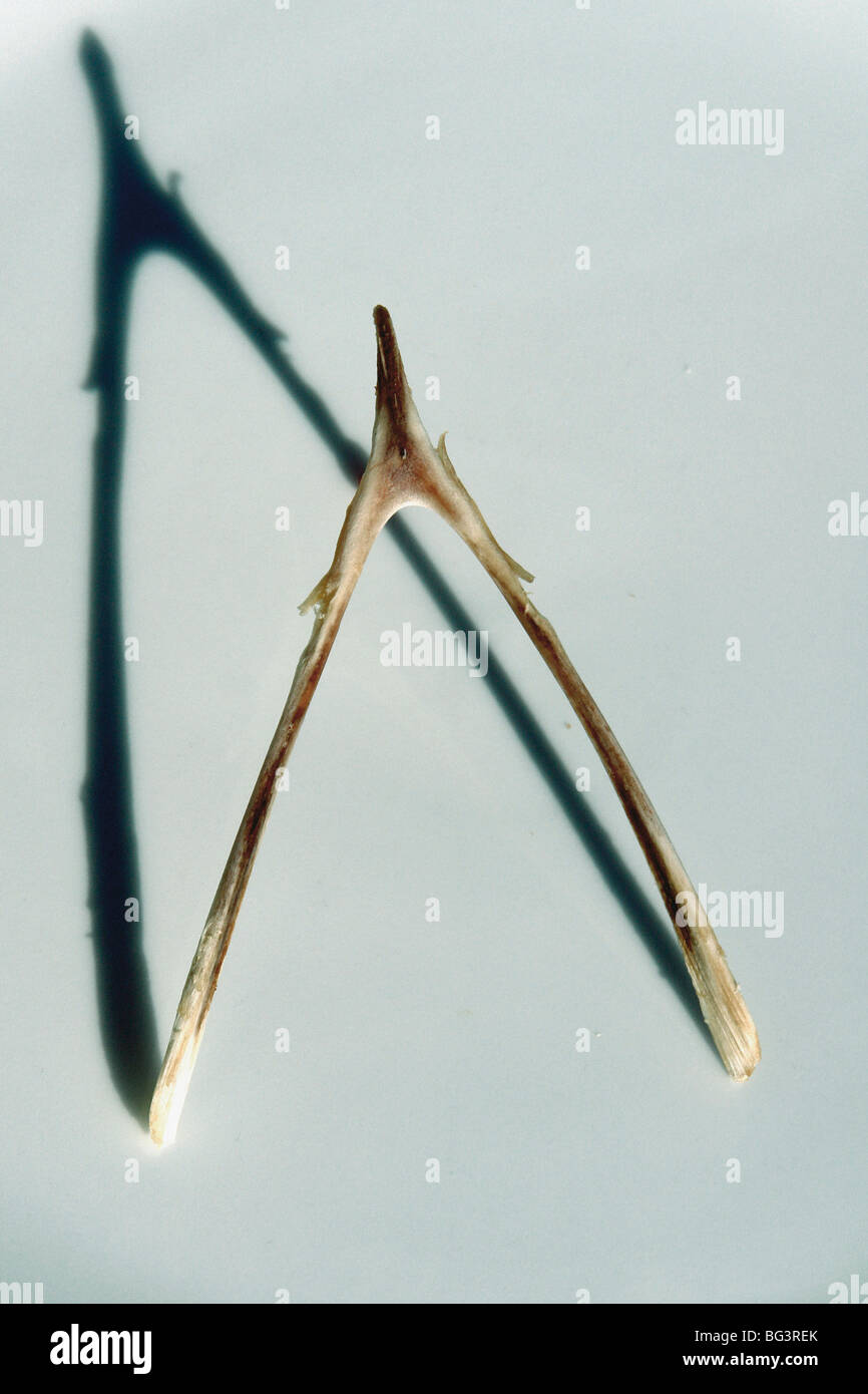 Wishing bone hi-res stock photography and images - Alamy