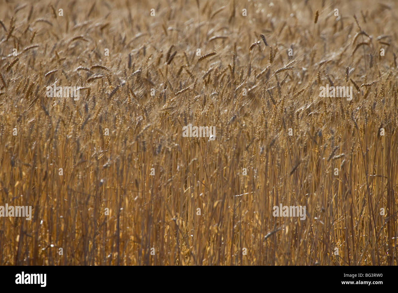 A field of barley Stock Photo - Alamy