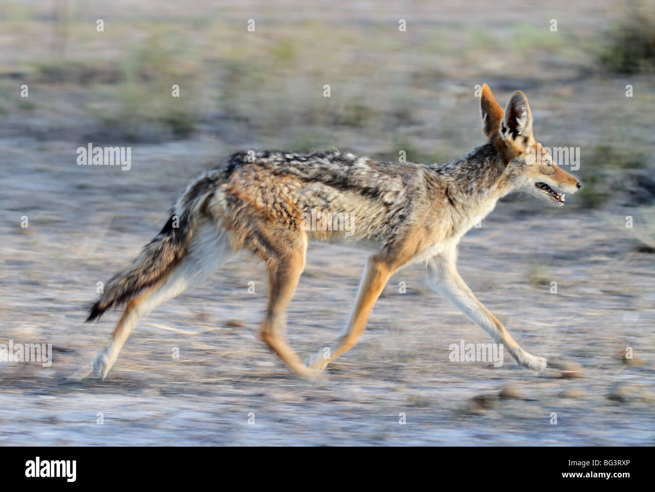 black backed jackal Stock Photo - Alamy