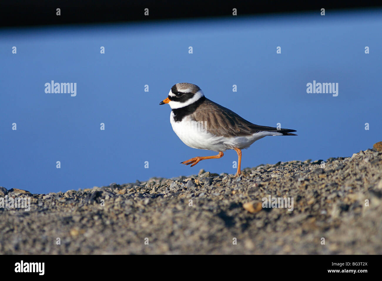 ringed plover running on gravel with blue background Stock Photo - Alamy
