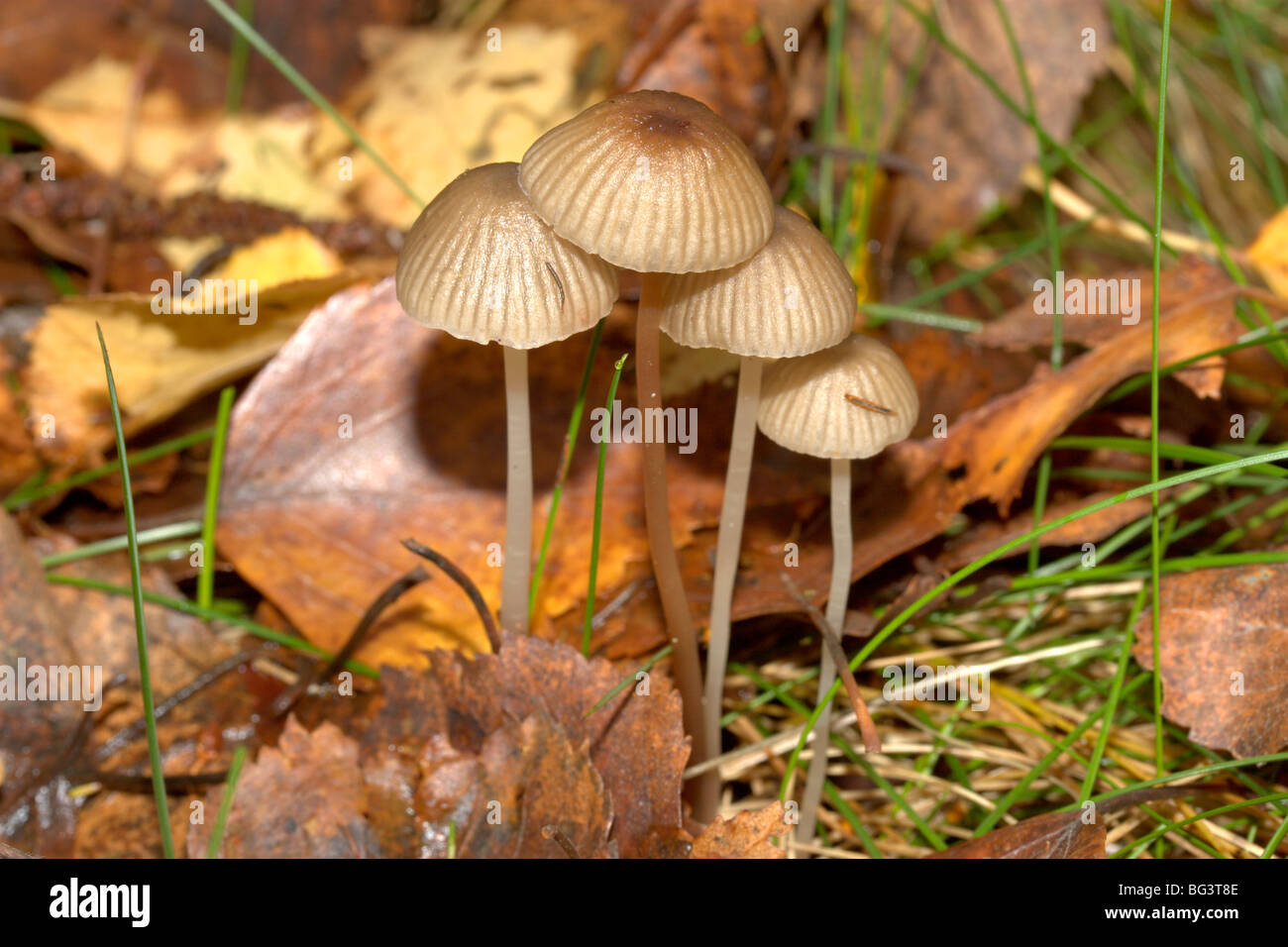 Mycena Mushroom High Resolution Stock Photography and Images - Alamy