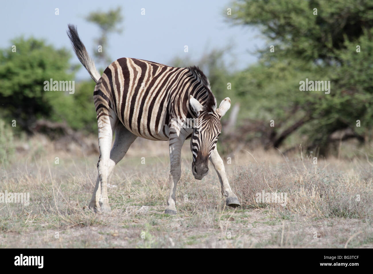 Burchell's zebra tail hi-res stock photography and images - Alamy