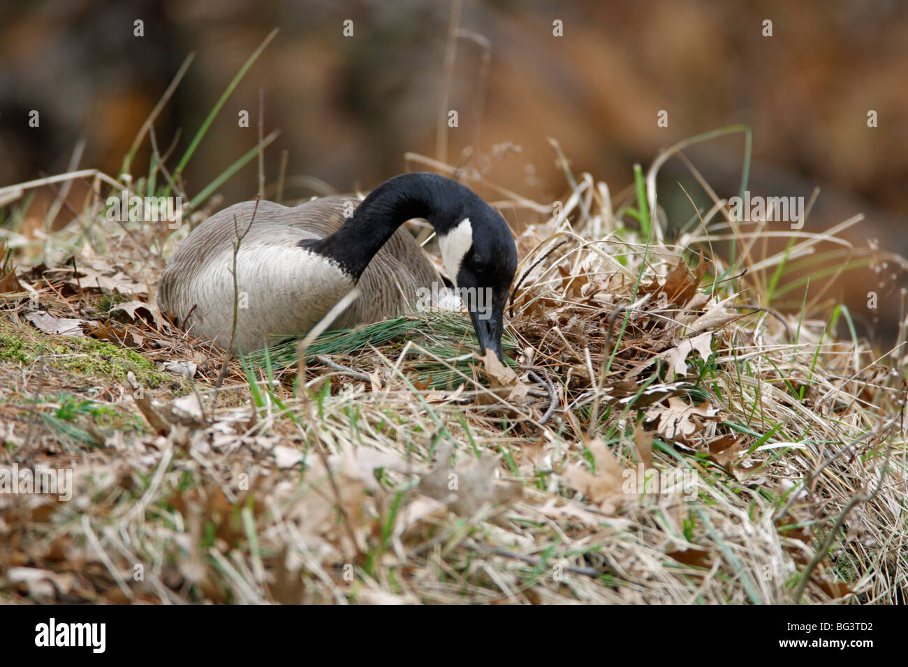 Canada Goose Building Nest Stock Photo - Alamy