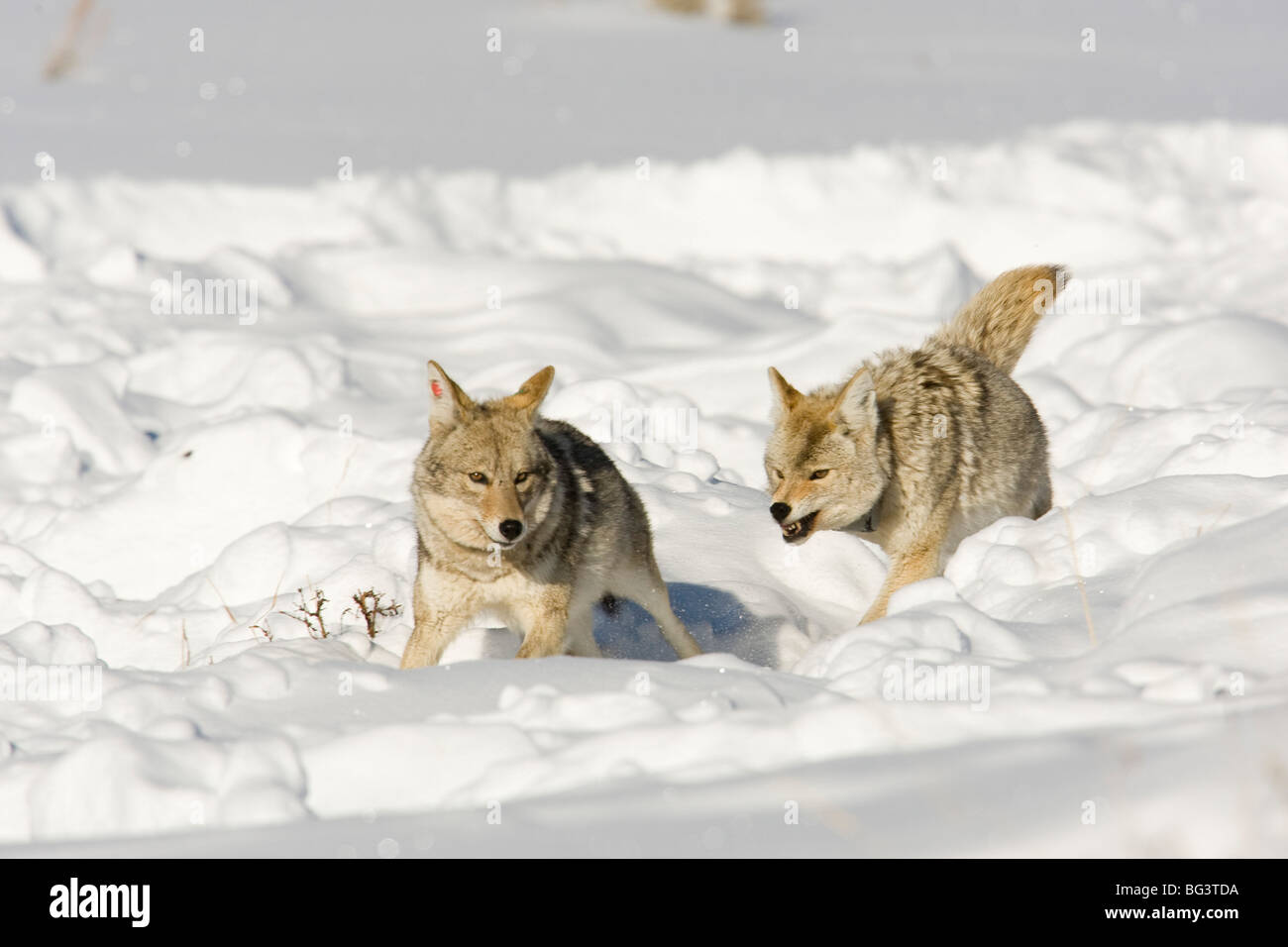 Coyote snow snarl hi-res stock photography and images - Alamy