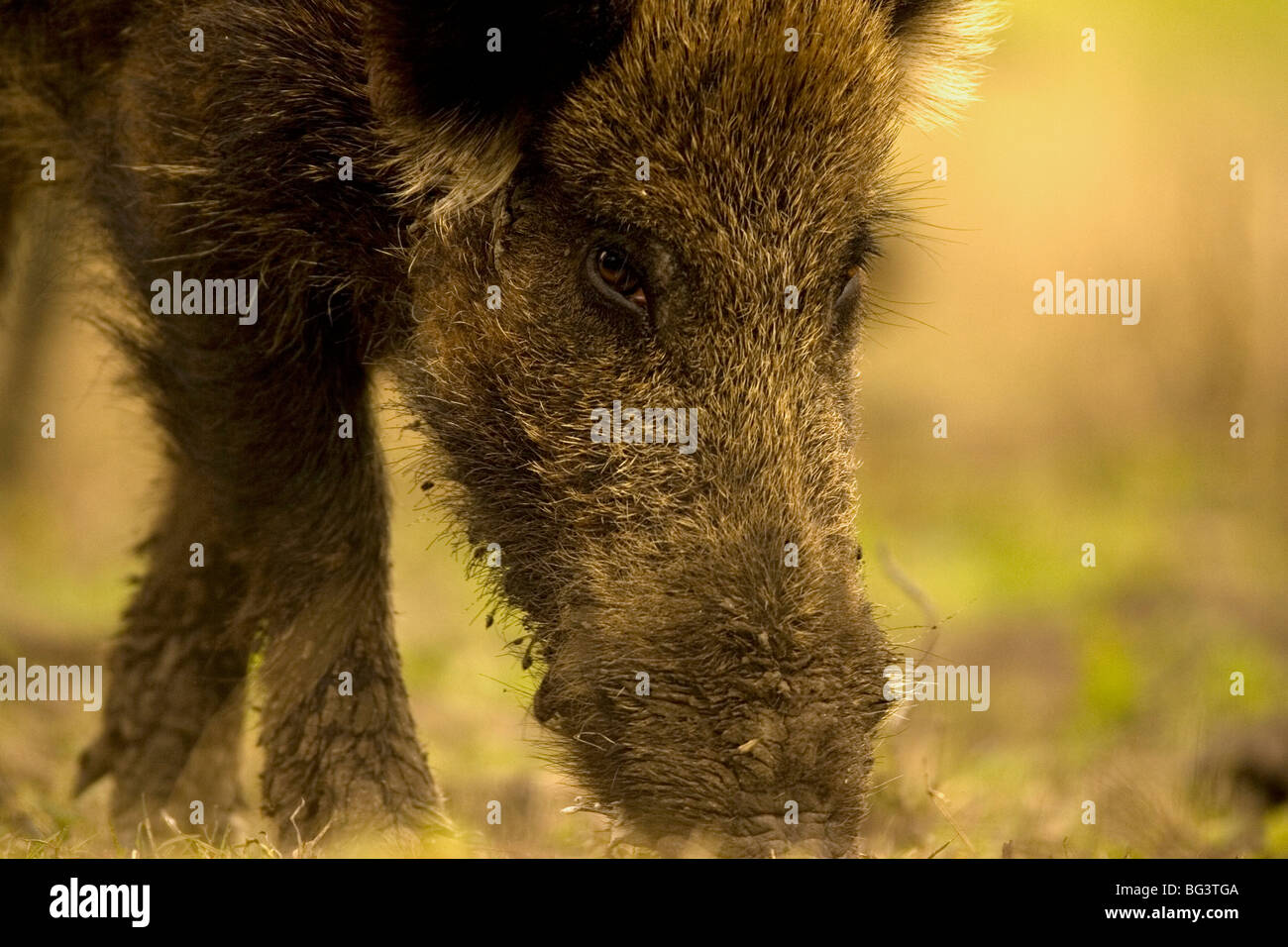 Feral hog hi-res stock photography and images - Alamy