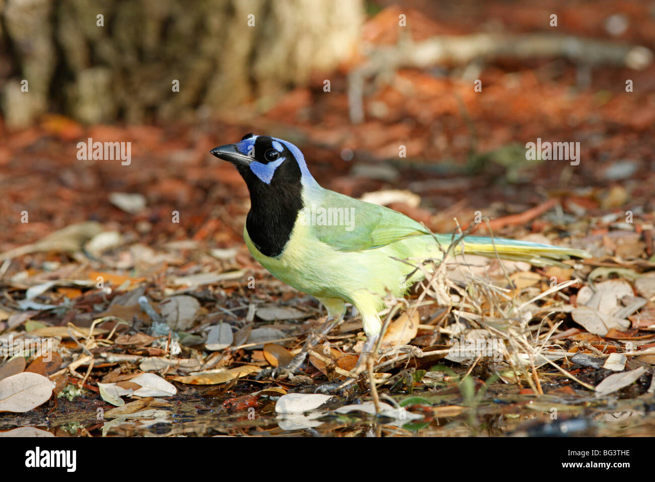 Ground jay hi-res stock photography and images - Alamy