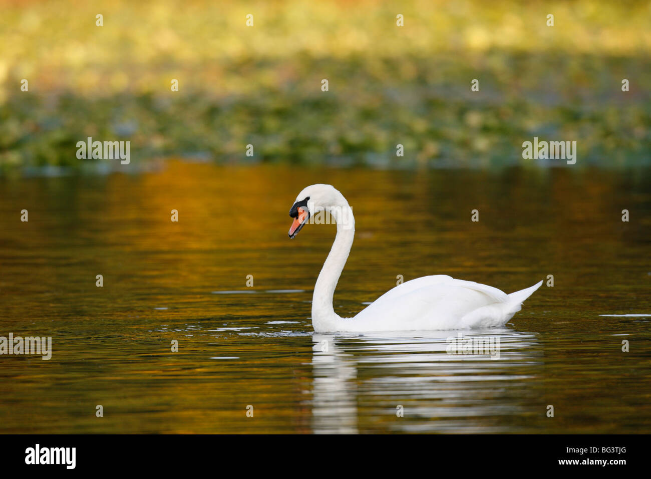 Swans hi-res stock photography and images - Alamy