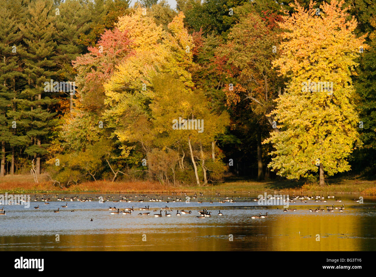 Canadian gander hi-res stock photography and images - Alamy